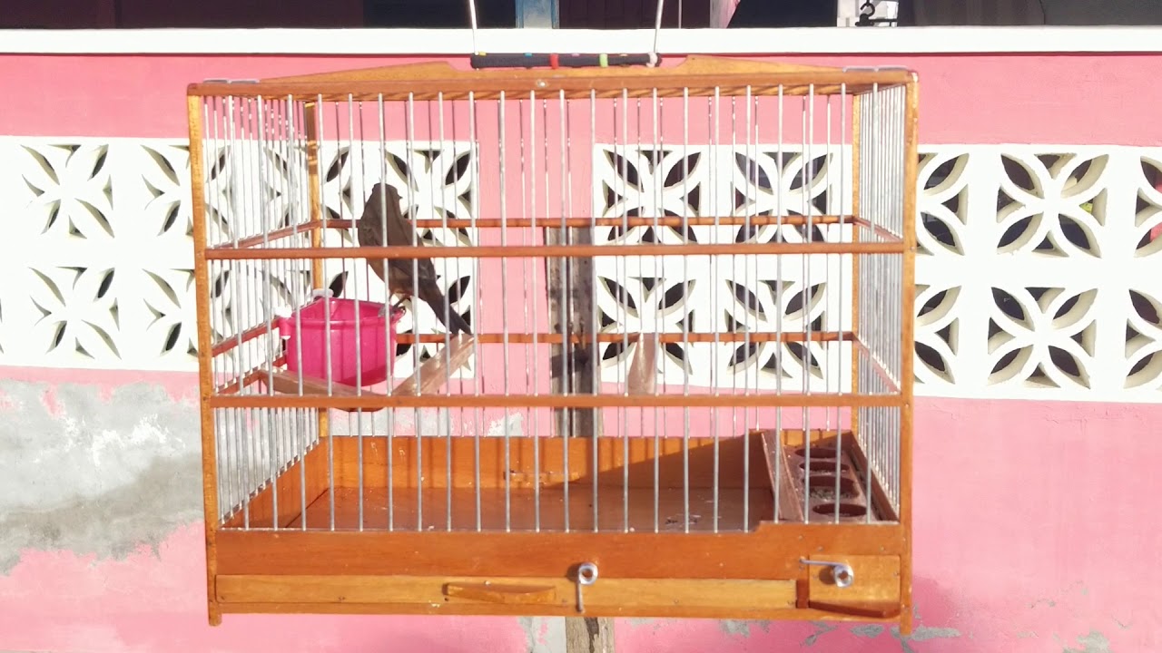 3 WEEKS OUT OF MOULTER - YouTube