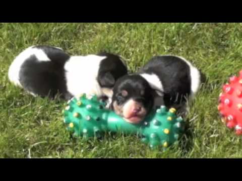 Boerenfox pups in het Bolkshof - YouTube