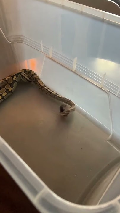 Ball Python strike - YouTube