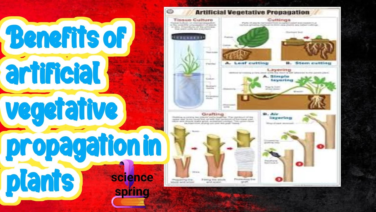 Artificial vegetative propagation in plants|benefits|advantages in ...