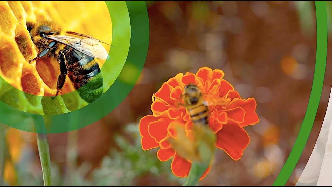 75% of Your Food Depends on Bees. Without Bees, We’re Doomed! The Truth ...