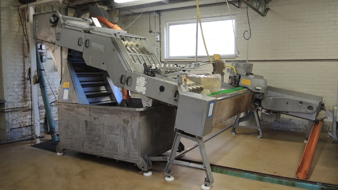 Baader infeed and filleting line used for herring - YouTube