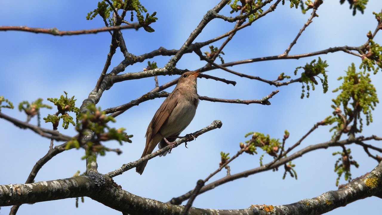 Rytinė lakštingala / Luscinia luscinia / Thrush Nightingale ...