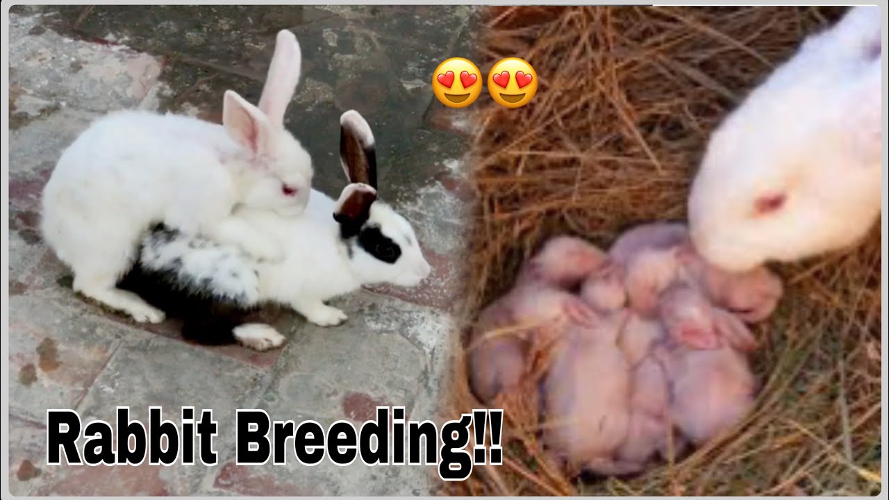 Rabbiat Mating Rabbit /How to Breed rabbit / Successful Rabbit Breeding ...