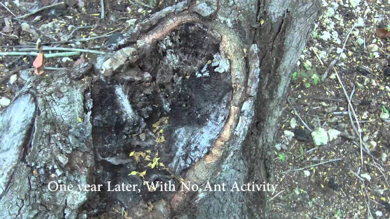 TREE WOUNDS, PRUNING CUTS, INSECT DAMAGE TO TREES - YouTube