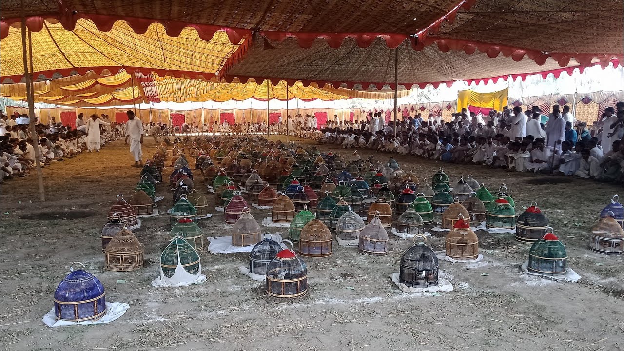 All Pakistan Kala Teetar Chakri Tournament Piryaloi Sindhi Black ...