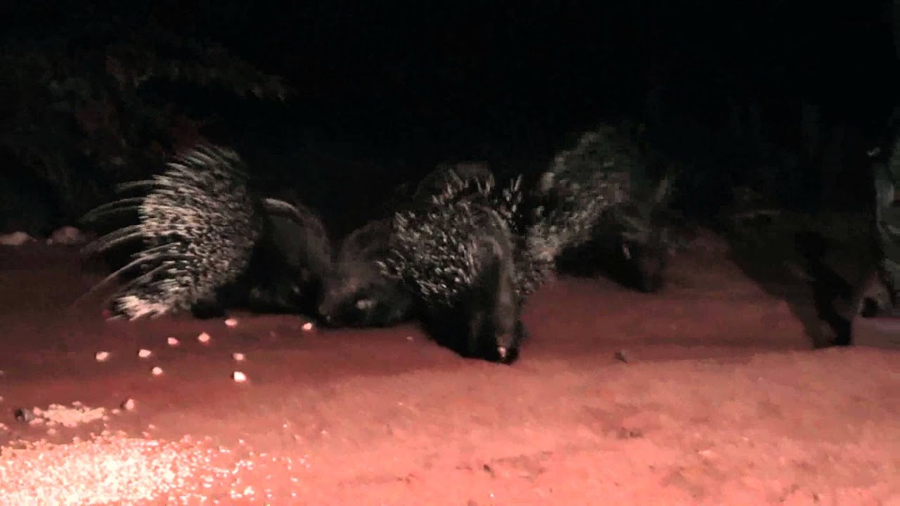 Porcupine - Porcupines gather at a lodge in Namibia - YouTube