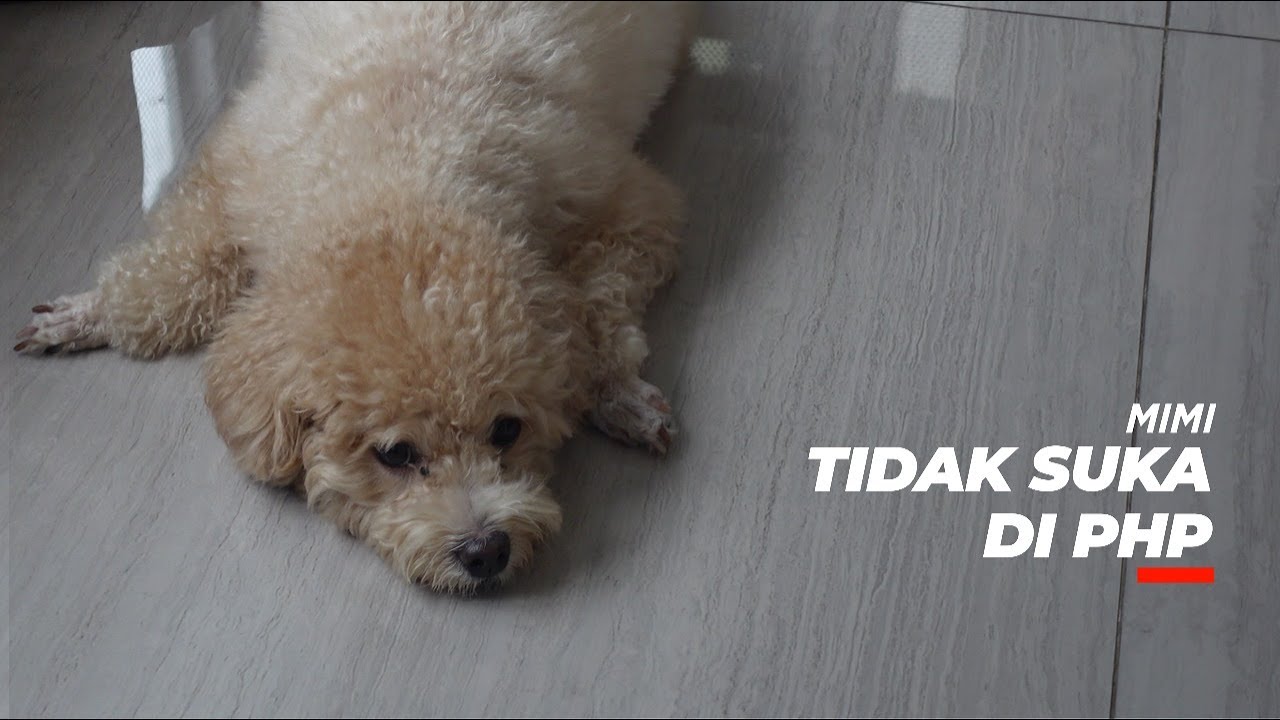 Mimi Tidak Suka di-PHP - Team Rajanti Talks with Animals - YouTube
