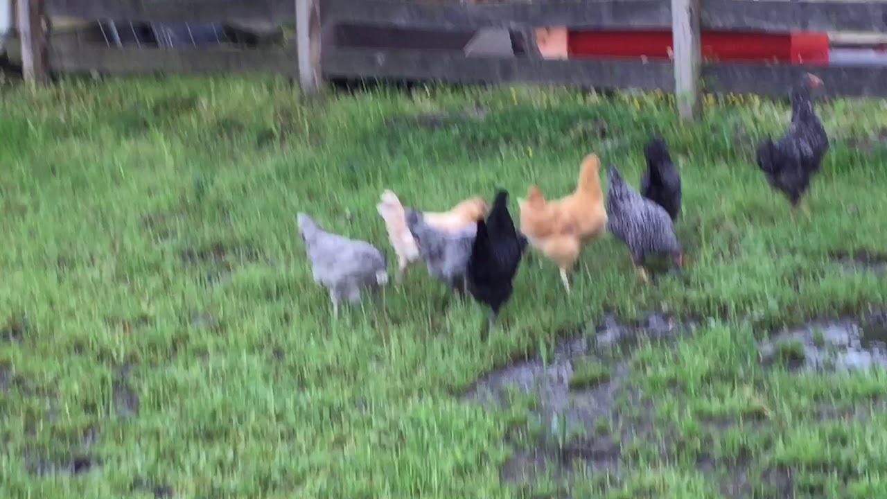Chickens - YouTube