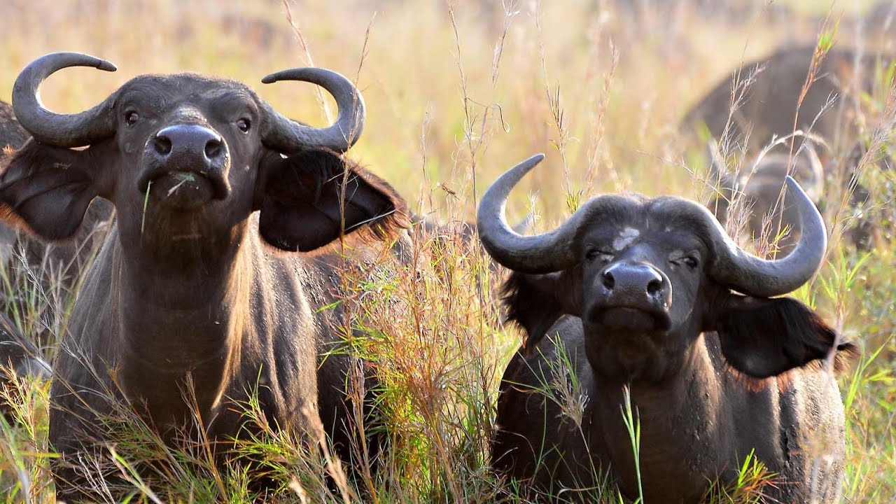 introduce all animals step by step - YouTube