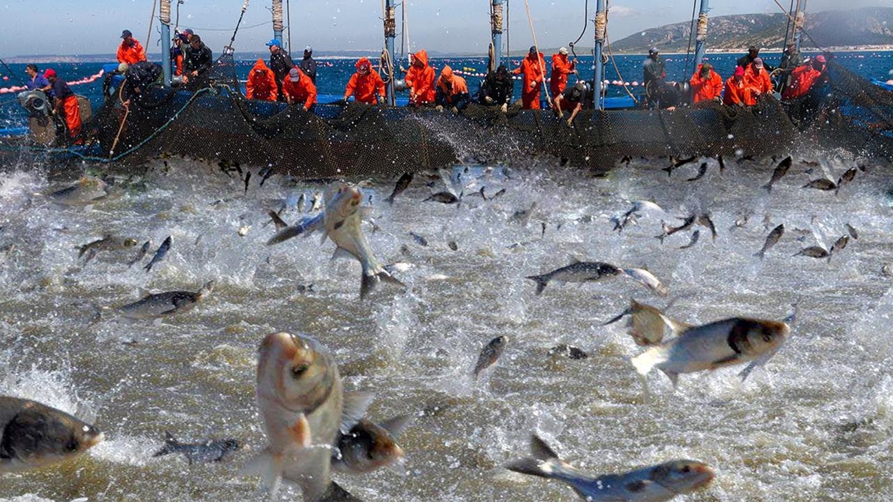 Big Nets fishing, Catch Hundreds Tons Fish With Modern Big Boat - Net ...