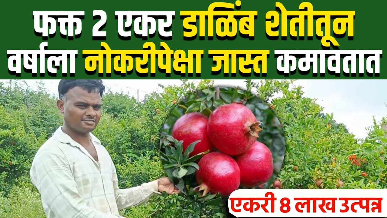 Dalimb Farming in Maharashtra | डाळिंब लागवड नियोजन | Dalimb Sheti ...