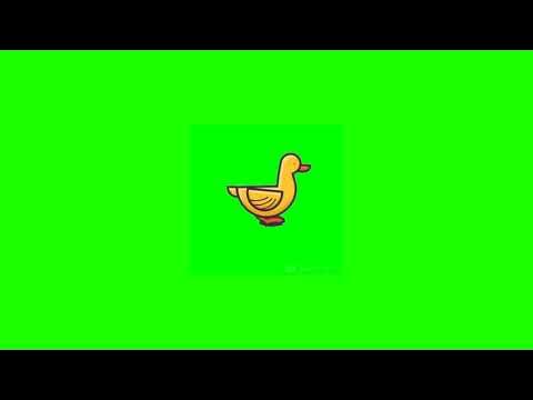 Duck walking animation green screen effect| Editor G - YouTube