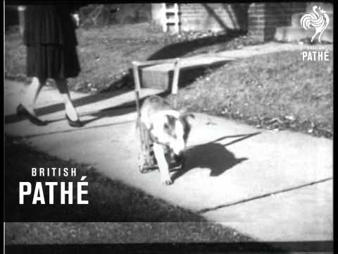 Helping Lame Dog (1930) - YouTube