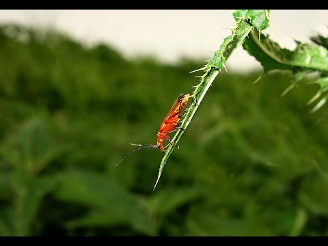 A Bugs Life - Your Life as a Human is Functionally Useless - YouTube