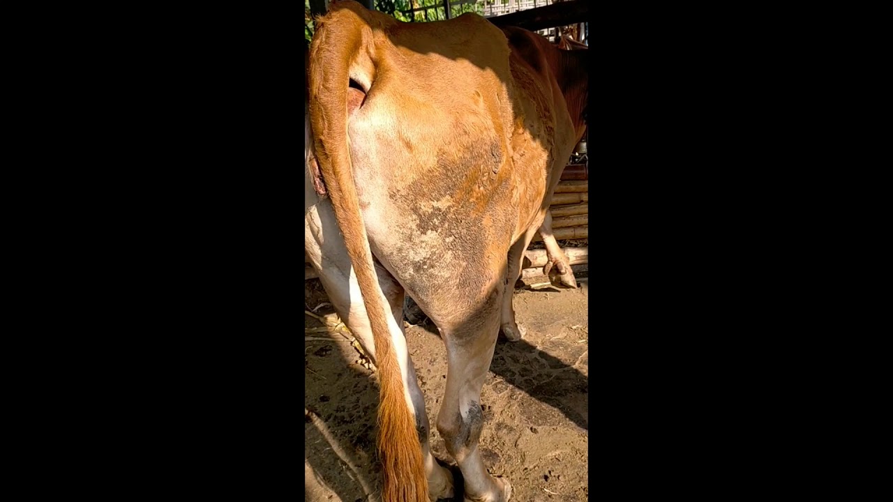 DETEKSI BIRAHI PADA TERNAK SAPI - YouTube