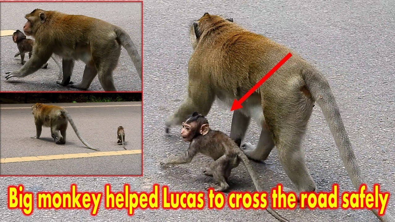 Wow! Amazing the big monkey helped Naughty baby Lucas to cross the road ...
