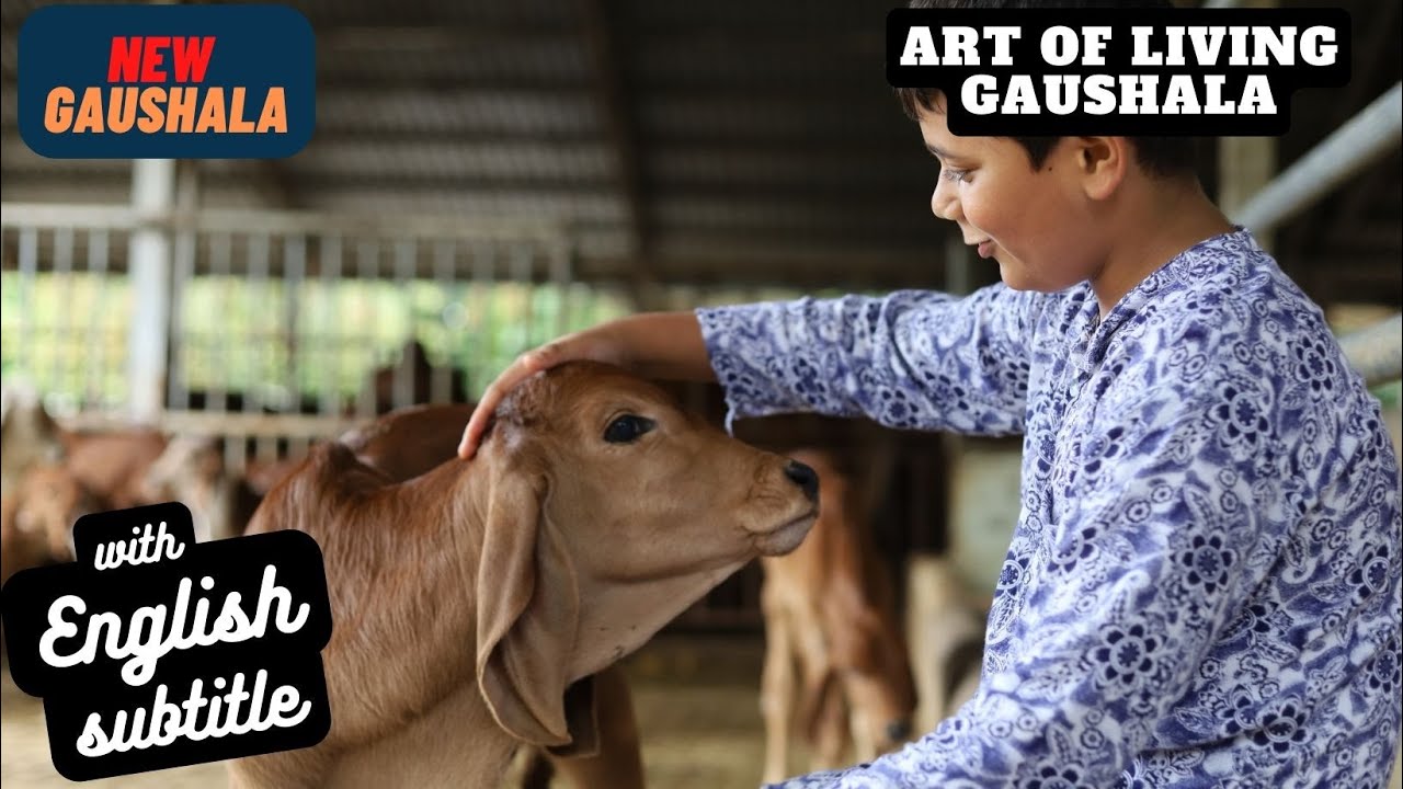 ART OF LIVING NEW GAUSHALA | GAUSHALA DETAILS | WITH ENGLISH SUBTITLE ...