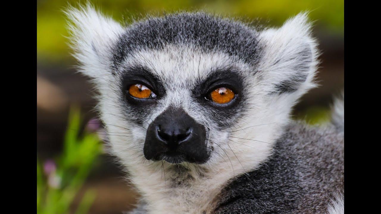 Wildlife & Nature - Madagascar: Land of the Lemurs - YouTube