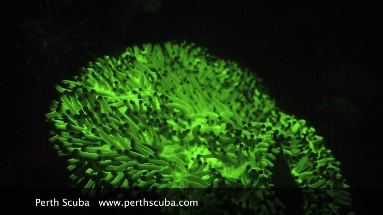 Fluorescent Night Diving by Joey Pool - YouTube