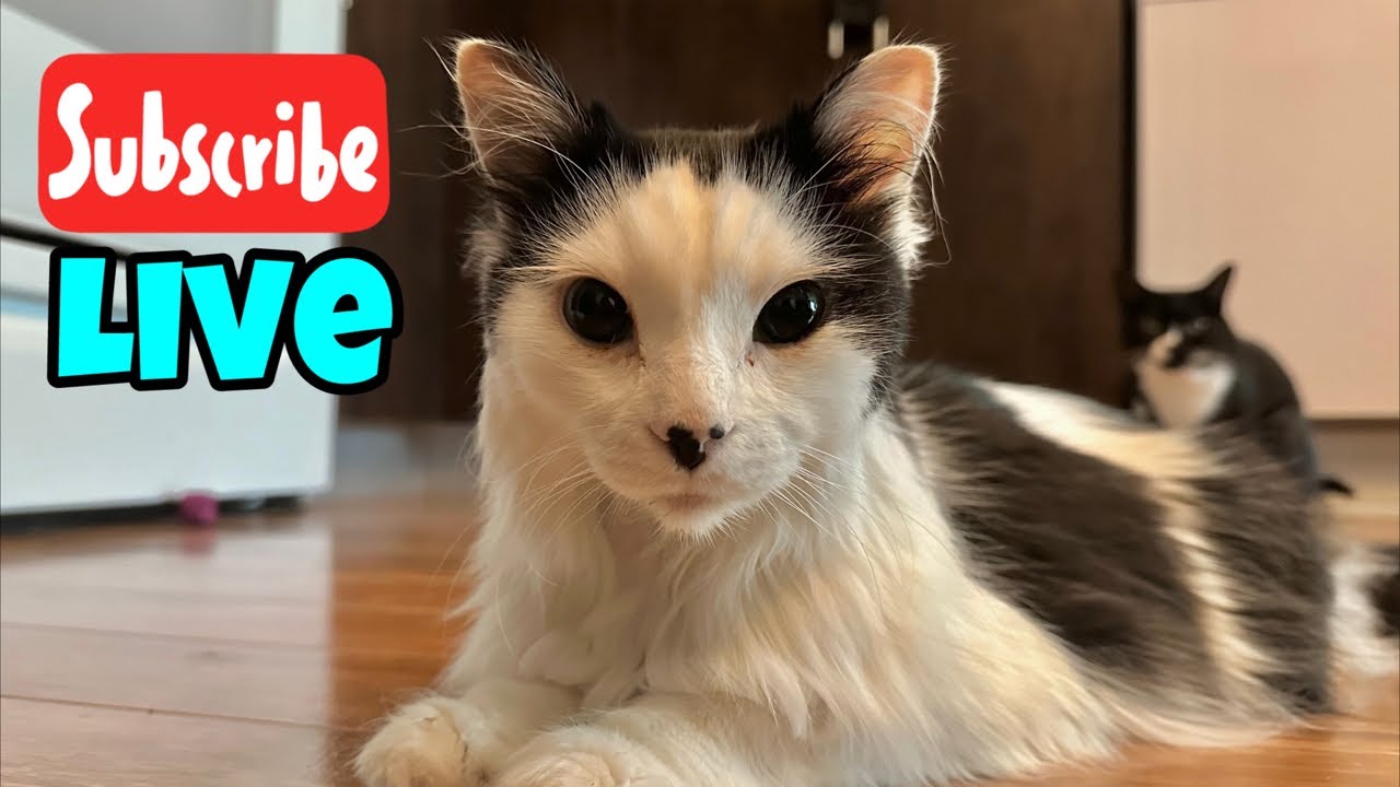 Updates on Oreo - Live Stream - YouTube