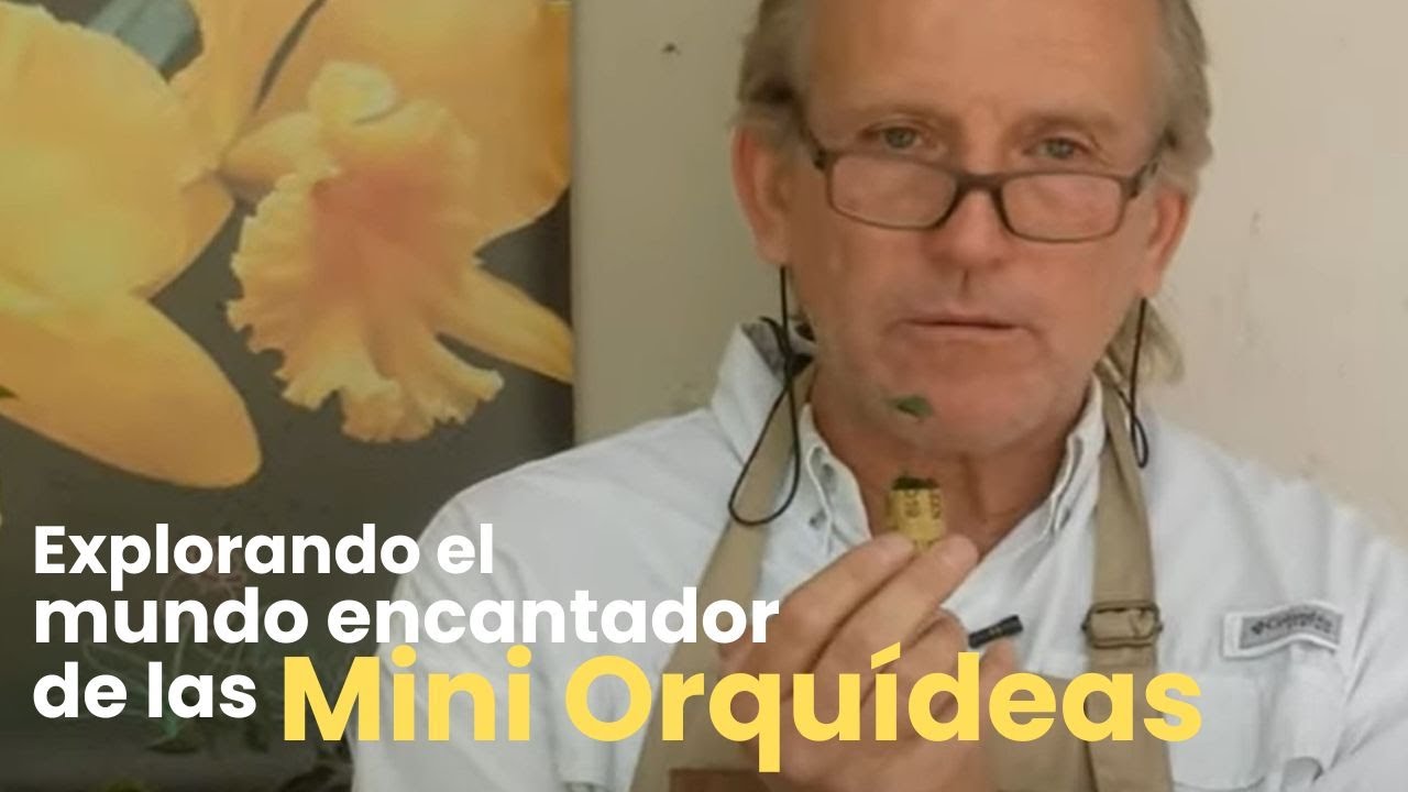 ¡Explorando el mundo encantador de las mini orquídeas en la Parte 2 de ...