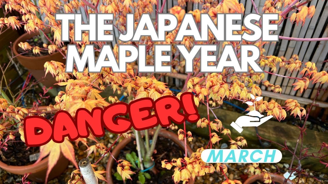 Winter Japanese Maple Gardening Checklist: March - Danger Month - YouTube