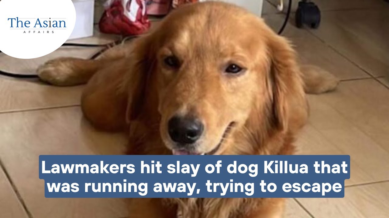 Lawmakers Condemn Killing of Golden Retriever, Call for Stricter Animal ...