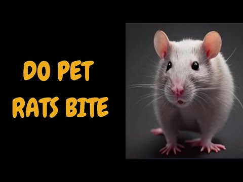Do Pet Rats Bite - YouTube