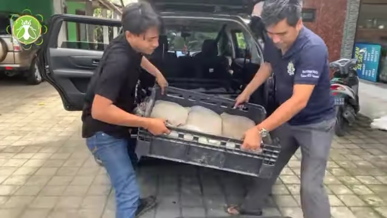 Customer of fresh maggot - YouTube