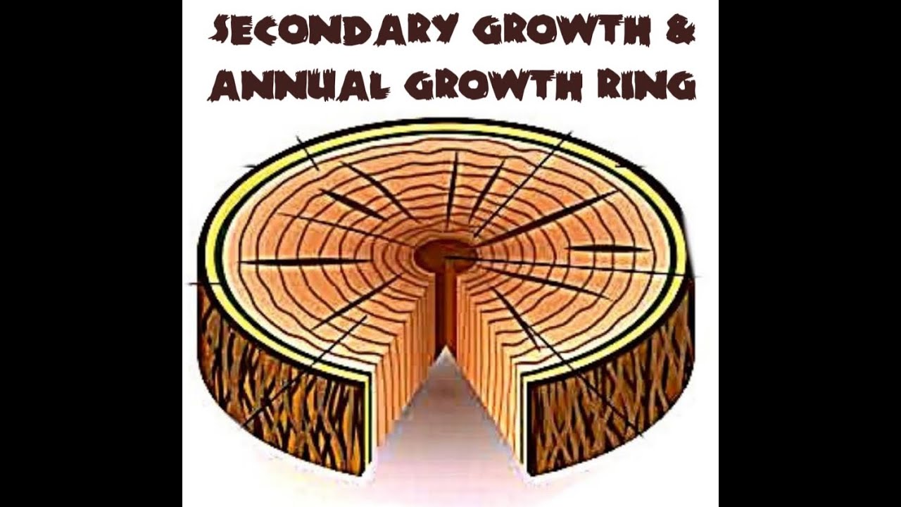 【中文讲解】KSSM Form 5 Biology Chapter 1 Part 3 Secondary Growth & Annual ...