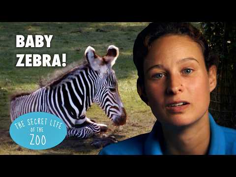Zookeeper Wakes Up to Find New Baby Zebra | Full Episode | S02E01 | The Secret Life of the Zoo