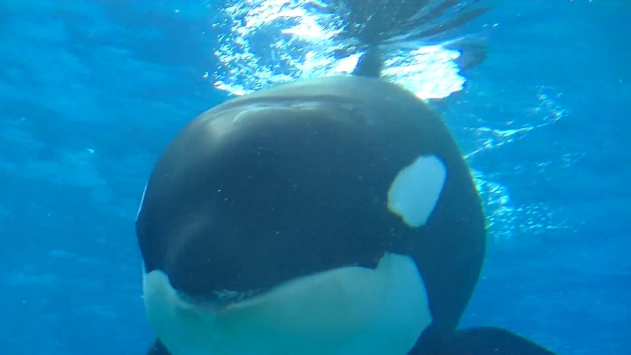 Kasatka, Rest In Peace - Aug 15 2017 - SeaWorld San Diego - YouTube