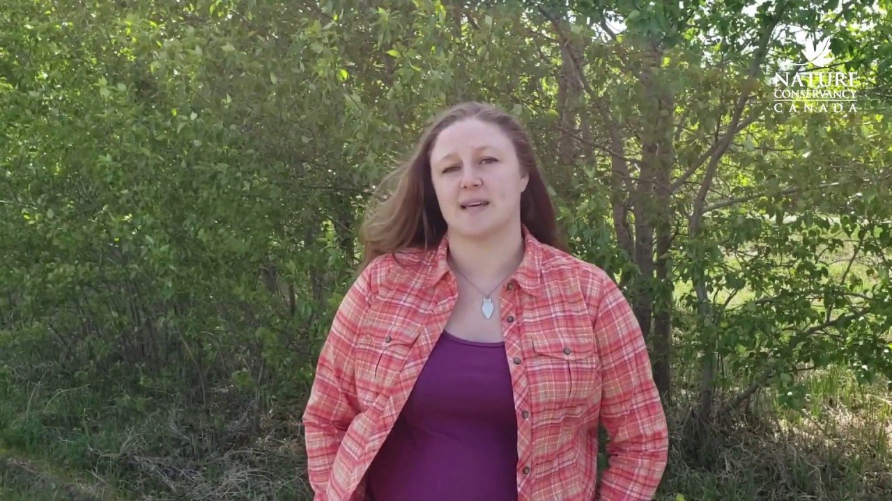 A conversation w/ Sarah Ludlow, Conservation Co-ordinator - GIS ...