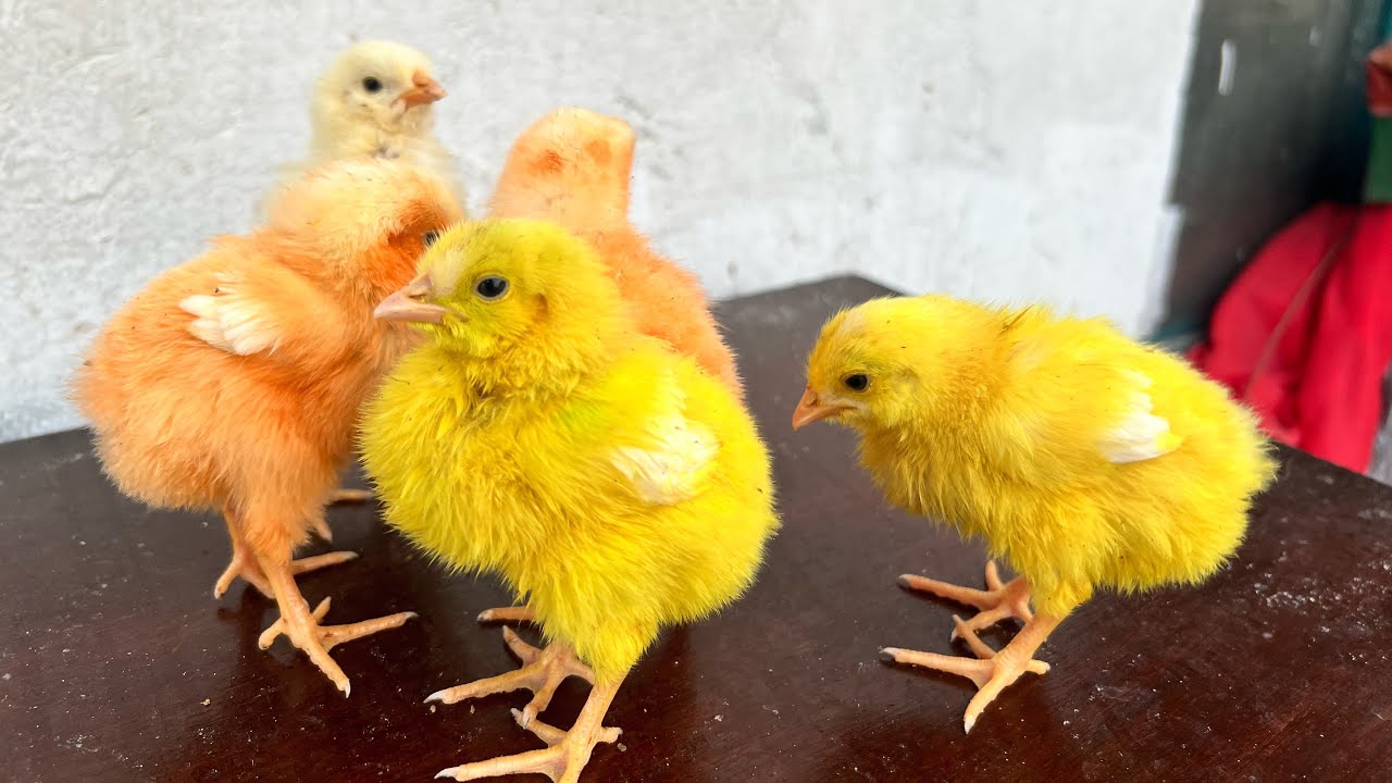 Vlog# 66: 🐥 Rang Barangi Choozay aor Kurrak Murghi k Desi Chicks 🐤 ...