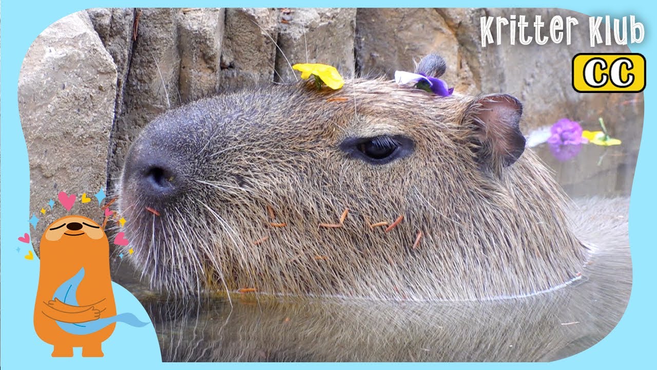 How Capybaras Spend Cold Winter l Kritter Klub - YouTube