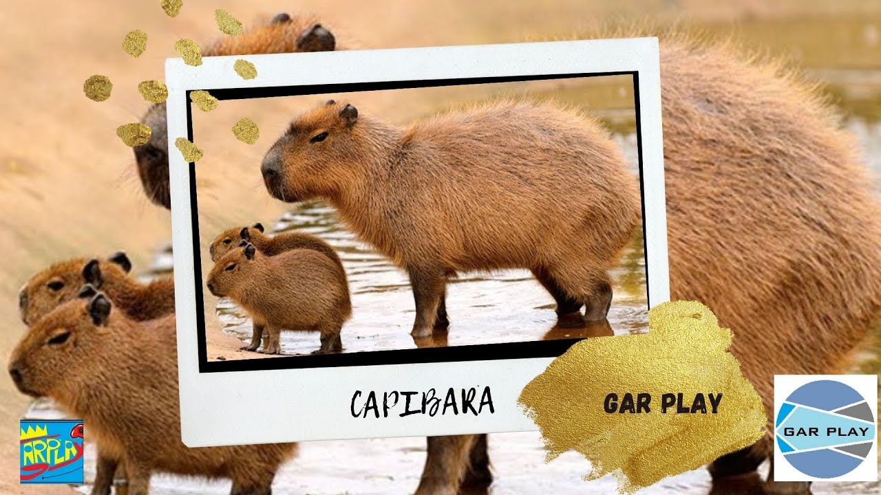 CAPIBARA DATOS CURIOSOS SOBRE EL ROEDOR MAS GRANDE DEL MUNDO - YouTube