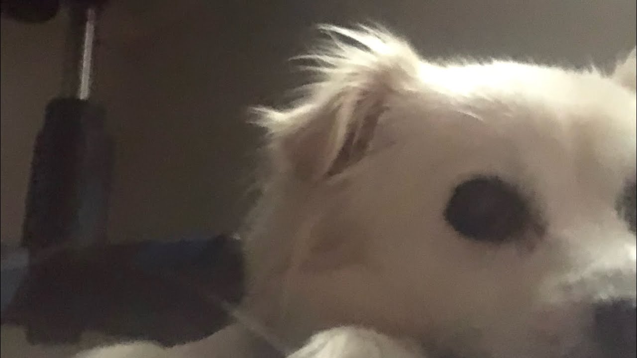 Dog drop kick dog world - YouTube