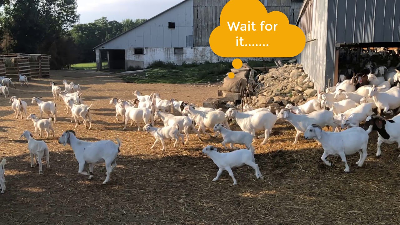 200+ Savannah Goat Race To The Finish Line (Who Let The Goats Out ...