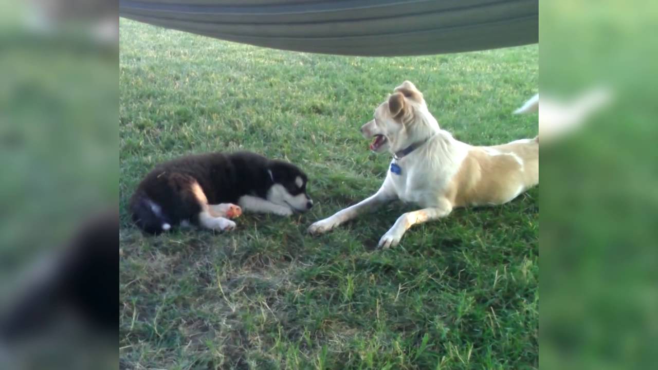 Dog Tells Puppy to Shh - YouTube