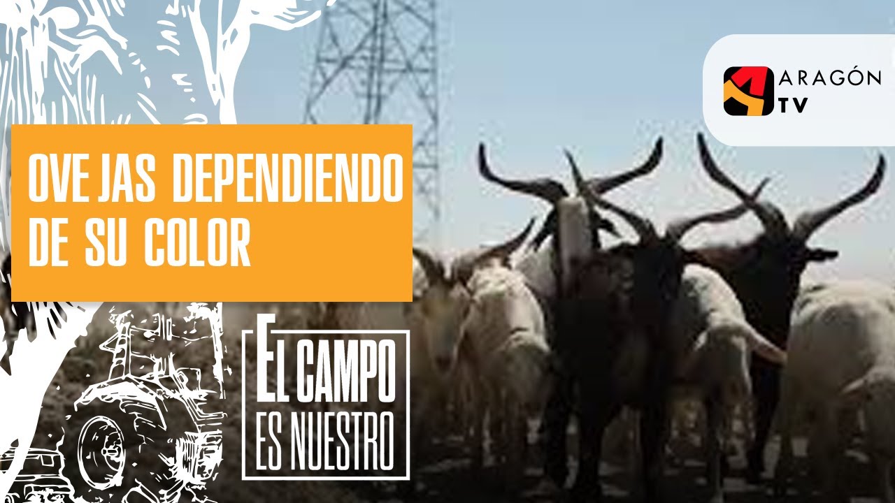 ¿De qué oveja hablamos según su color? - YouTube