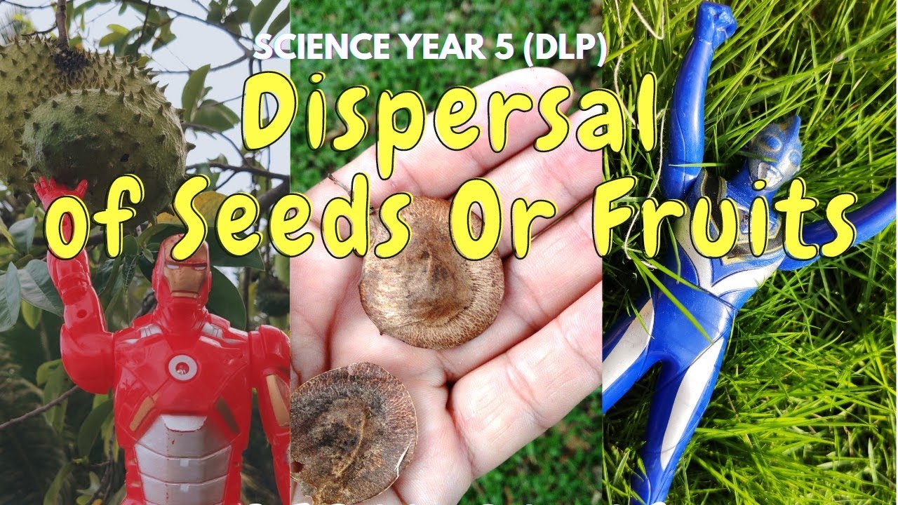 DISPERSAL of Seeds OR Fruits | Science Year 5 DLP - YouTube
