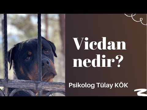 Vicdan nedir? Doğuştan mı gelir? #vicdan #merhamet
