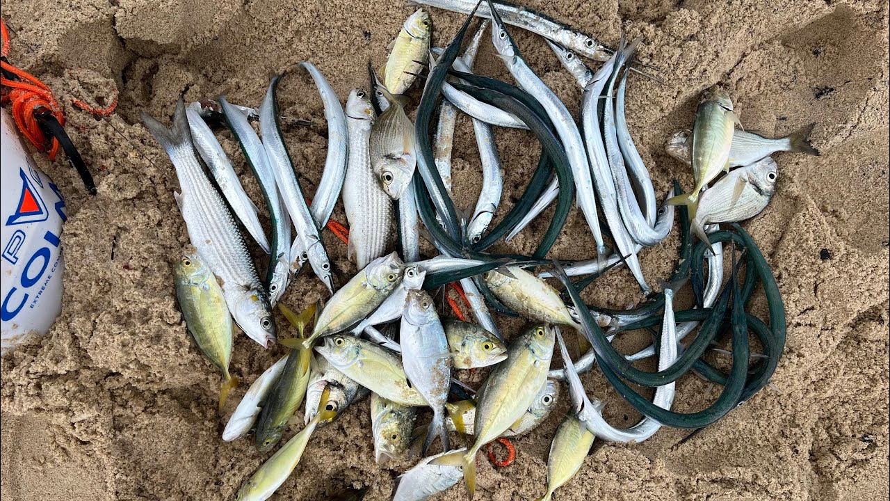 Le 22 septembre 2022 : Orphie au bord de la mer. - YouTube