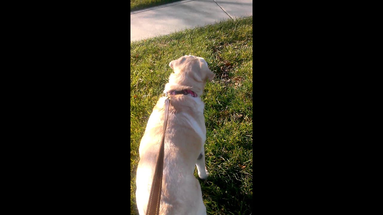 Barking Yellow Labrador attack dog lol - YouTube
