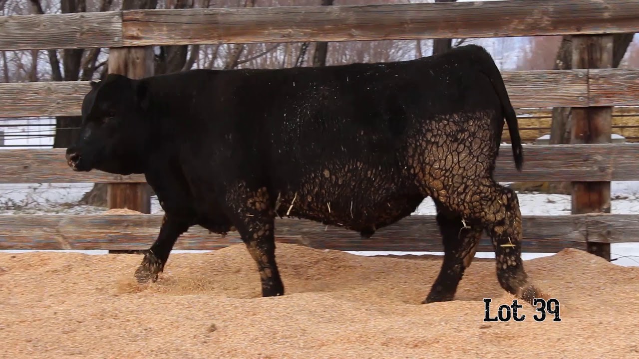 Lot 39 YouTube lot-39-youtube