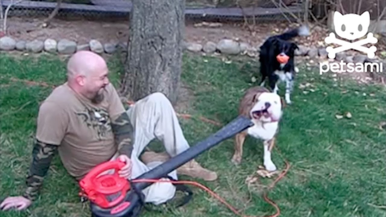 Bulldog's lips flap from leaf blower - YouTube