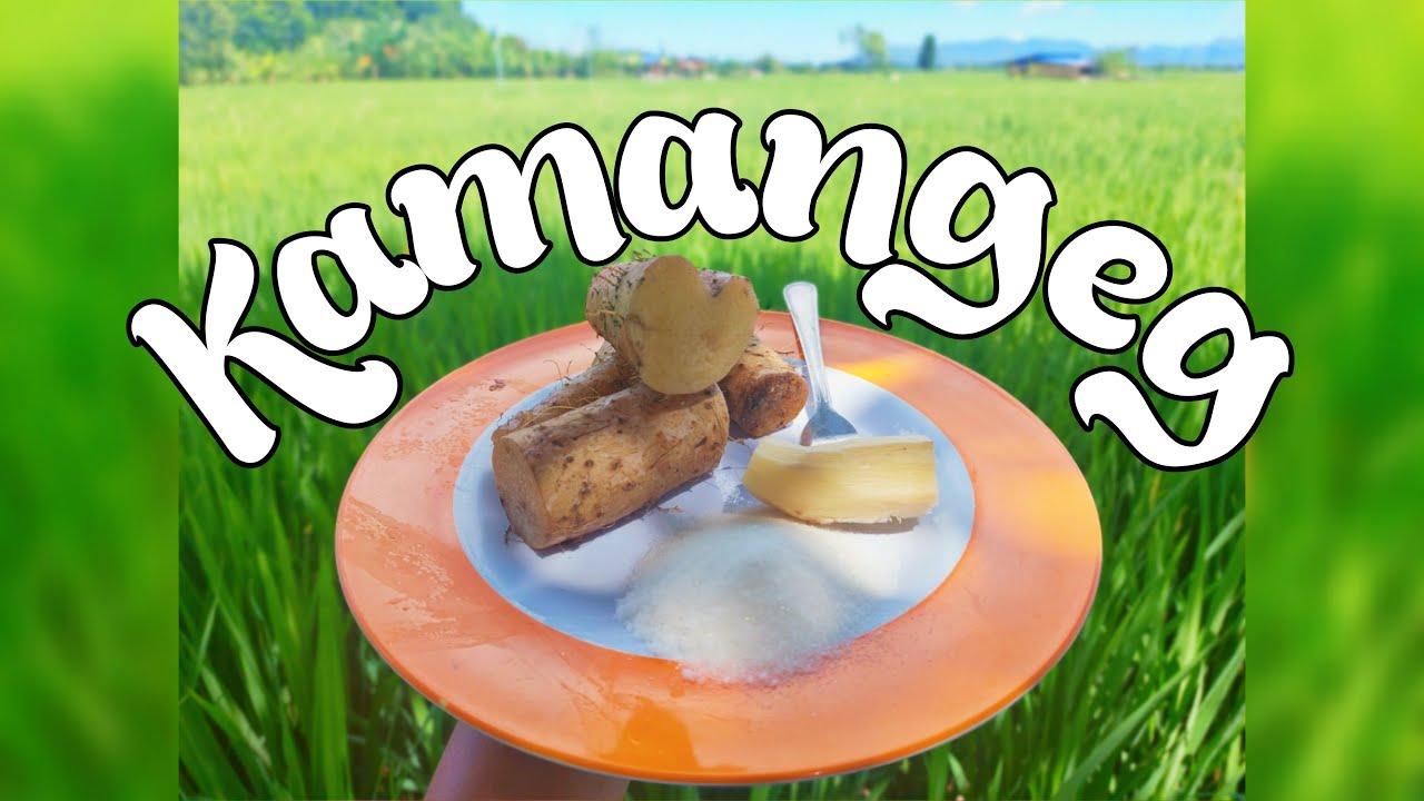 kamangeg (mountain potato) hunting #exotic #panlasangpinoy - YouTube