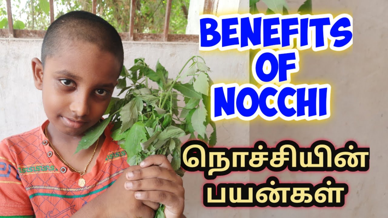 Benefits of nocchi | நொச்சி இலையின் மருத்துவ நன்மைகள்! - YouTube