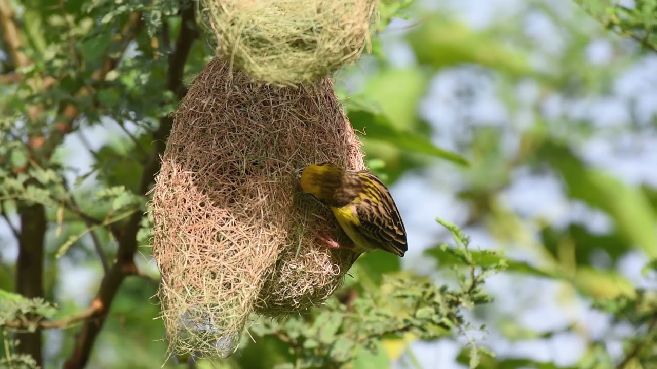 Baya Weaver Bird Documentary - YouTube